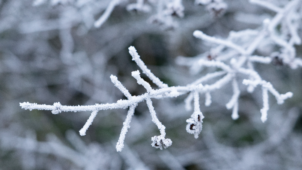 Volendam in een winterse tooi met rijp aan de bomen - Nieuw-Volendam