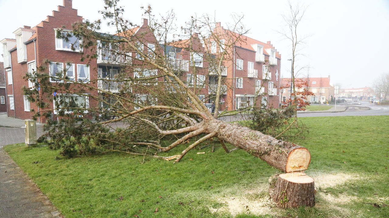 Drie zieke bomen gekapt in parkje bij de Roerstraatn - Nieuw-Volendam