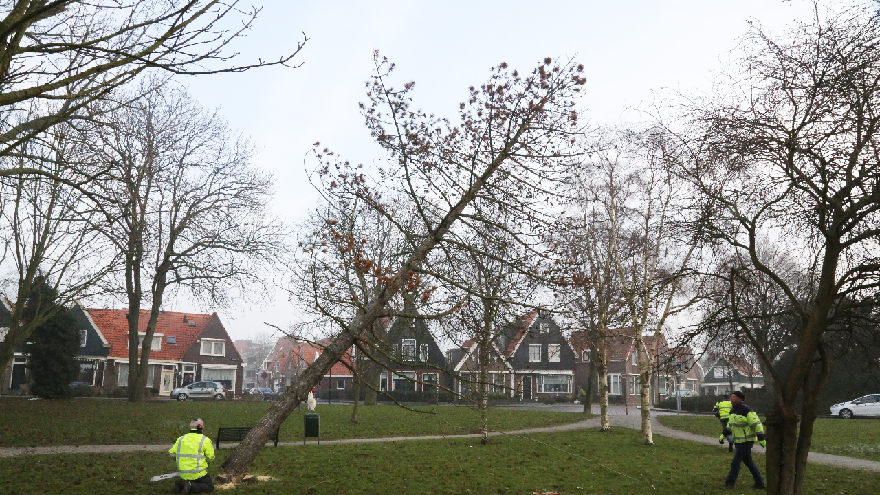 Drie zieke bomen gekapt in parkje bij de Roerstraatn - Nieuw-Volendam