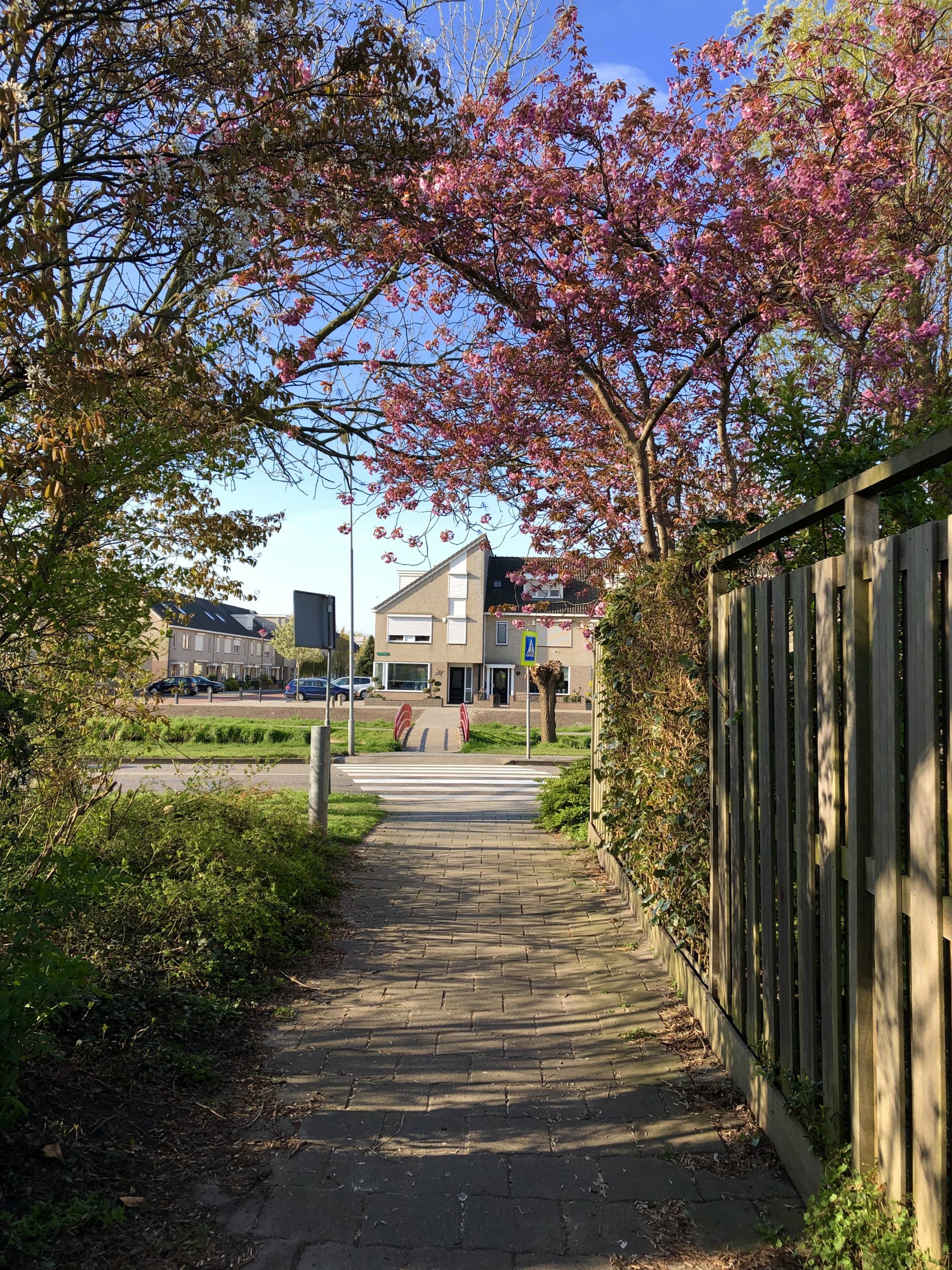 Ochtend zon - Nieuw-Volendam