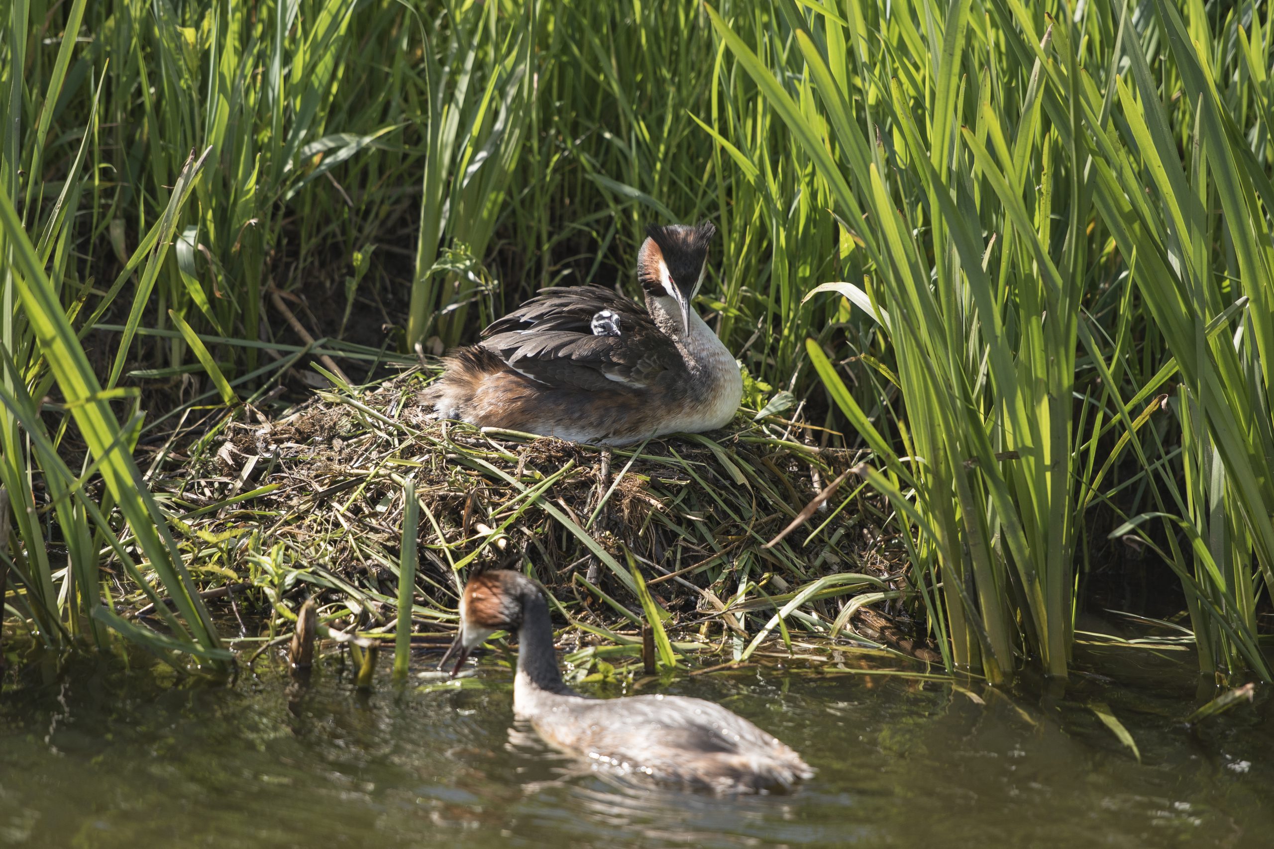 Baby fuut onder de vleugel van moeder - Nieuw-Volendam