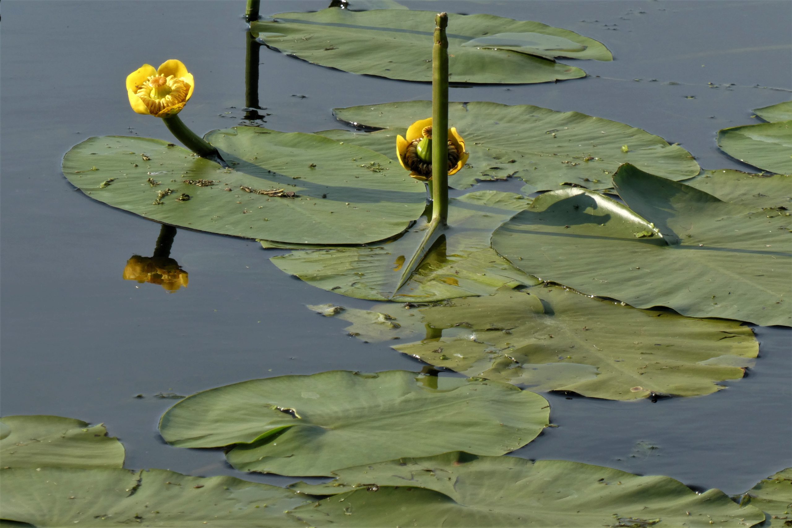 gele plomp - Nieuw-Volendam