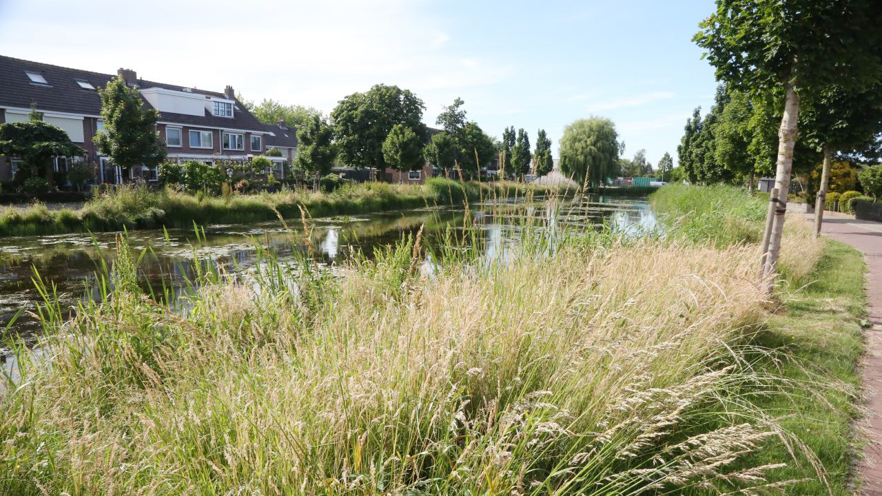 Hoge begroeiing op oevers en in bermen - Nieuw-Volendam
