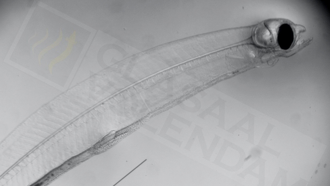 Succes voor Glasaal Volendam: Europese paling bereikt leptocephalus ...